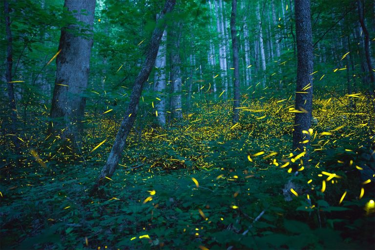 10 Inspiring Photographers Celebrating Light and Life – Scene360